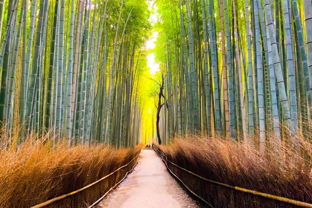 Bamboo Tree Uses